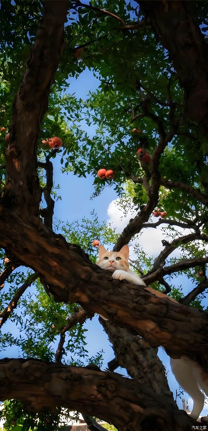 【图】理想L8露营心得_理想L8论坛_汽车之家论坛