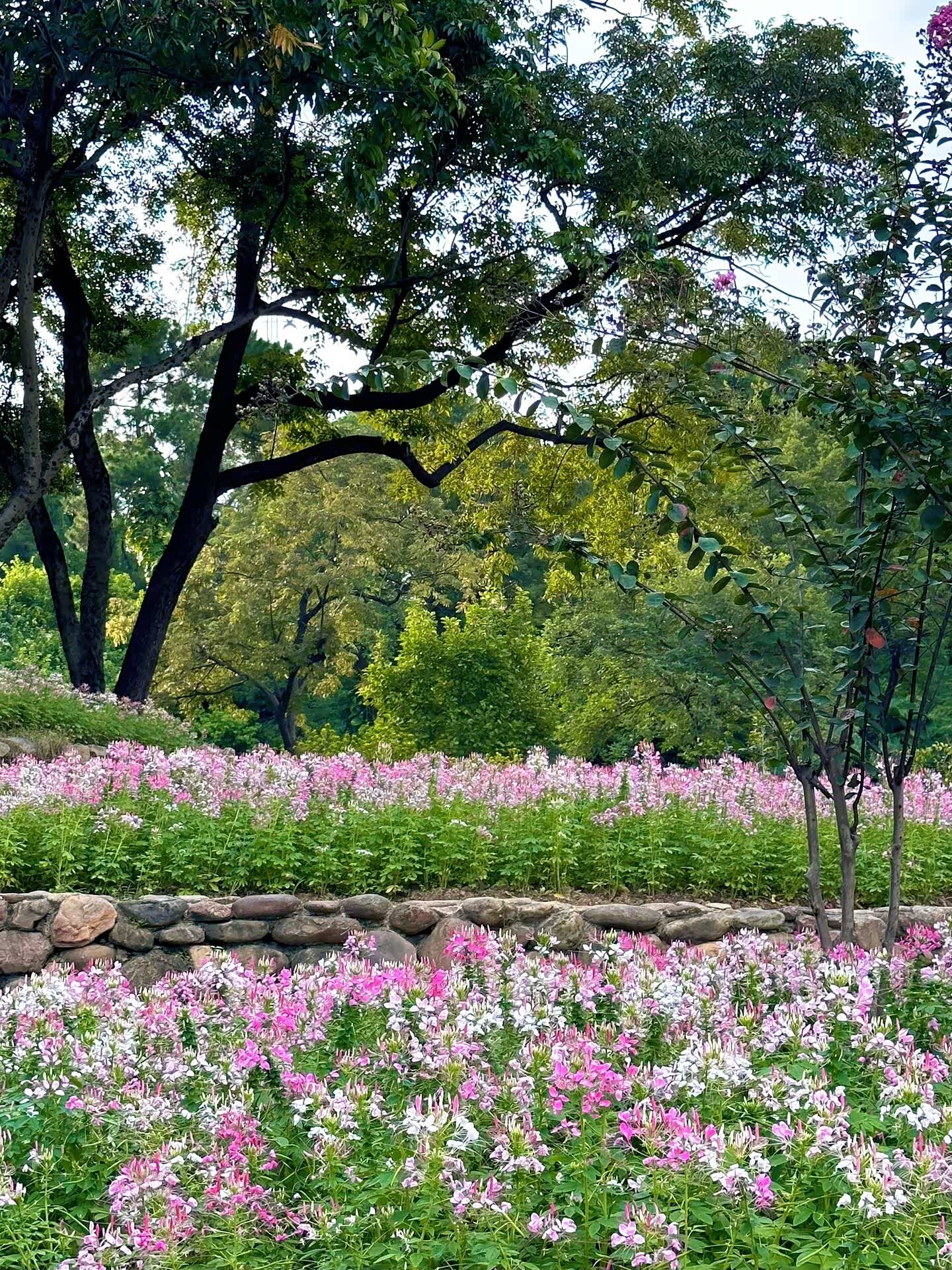 【图】开着爱车风神AX7逛一逛人民公园_东风风神AX7论坛_汽车之家论坛