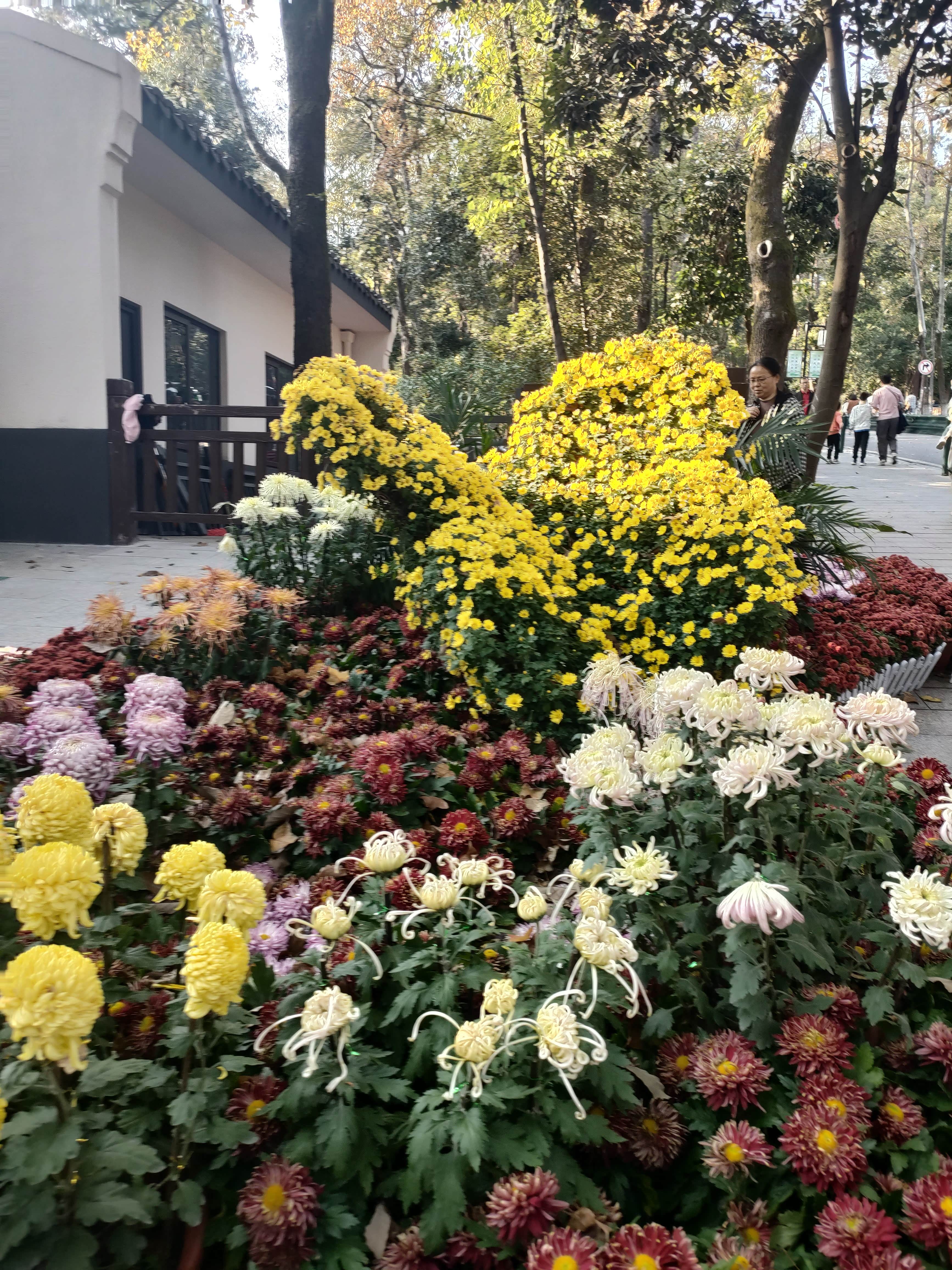 【图】驾车赏金菊_湖南论坛_汽车之家论坛