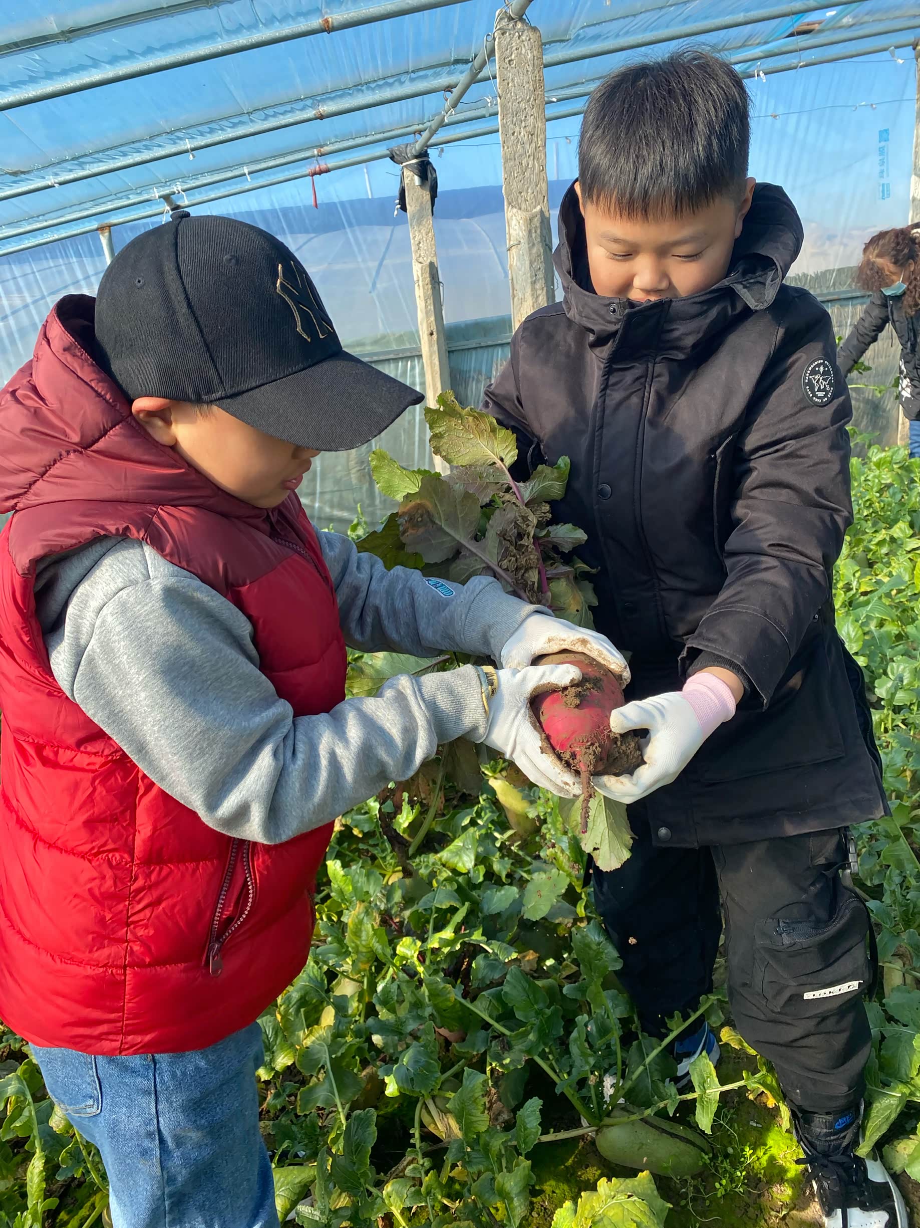 【图】嘿呦嘿呦拔萝卜_哈弗H6论坛_汽车之家论坛