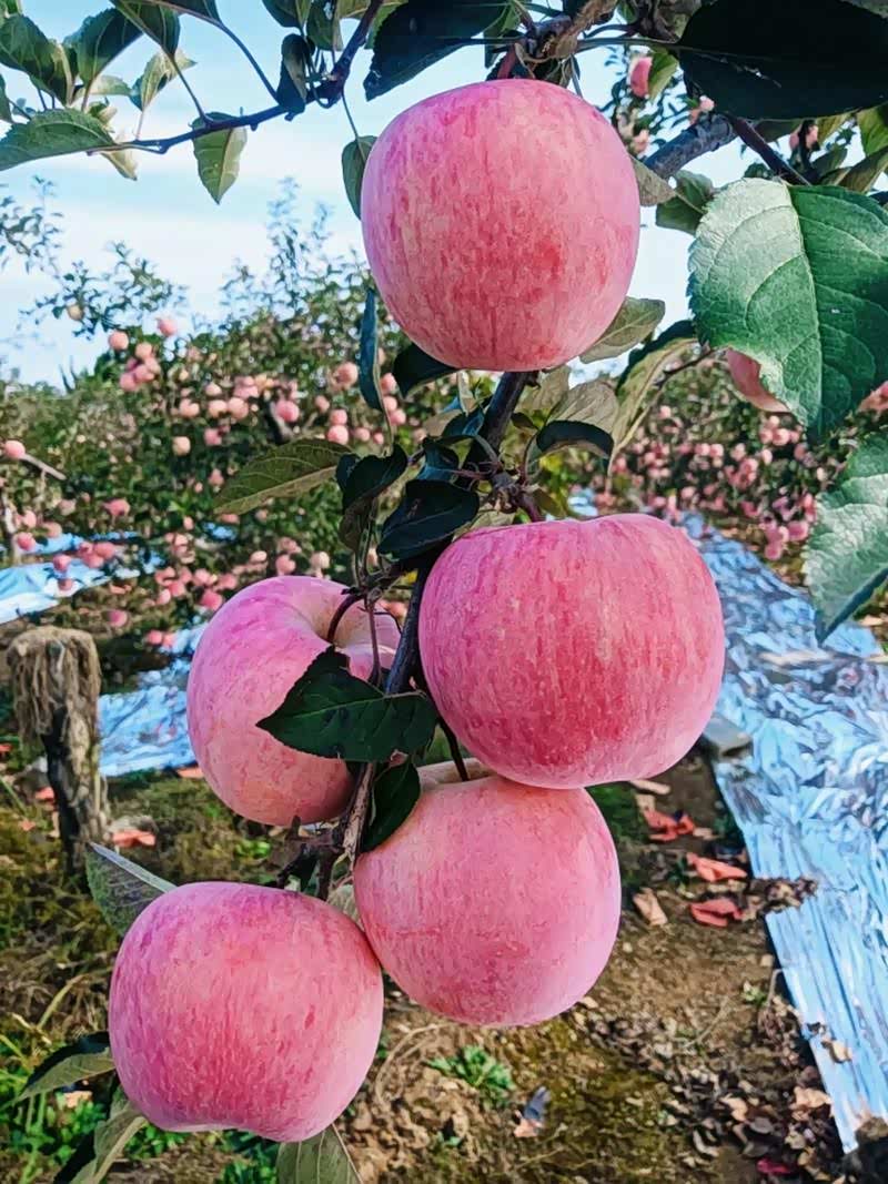 【图】秋风起，富士甜，风神L8栖霞苹果_东风风神L8论坛_汽车之家论坛