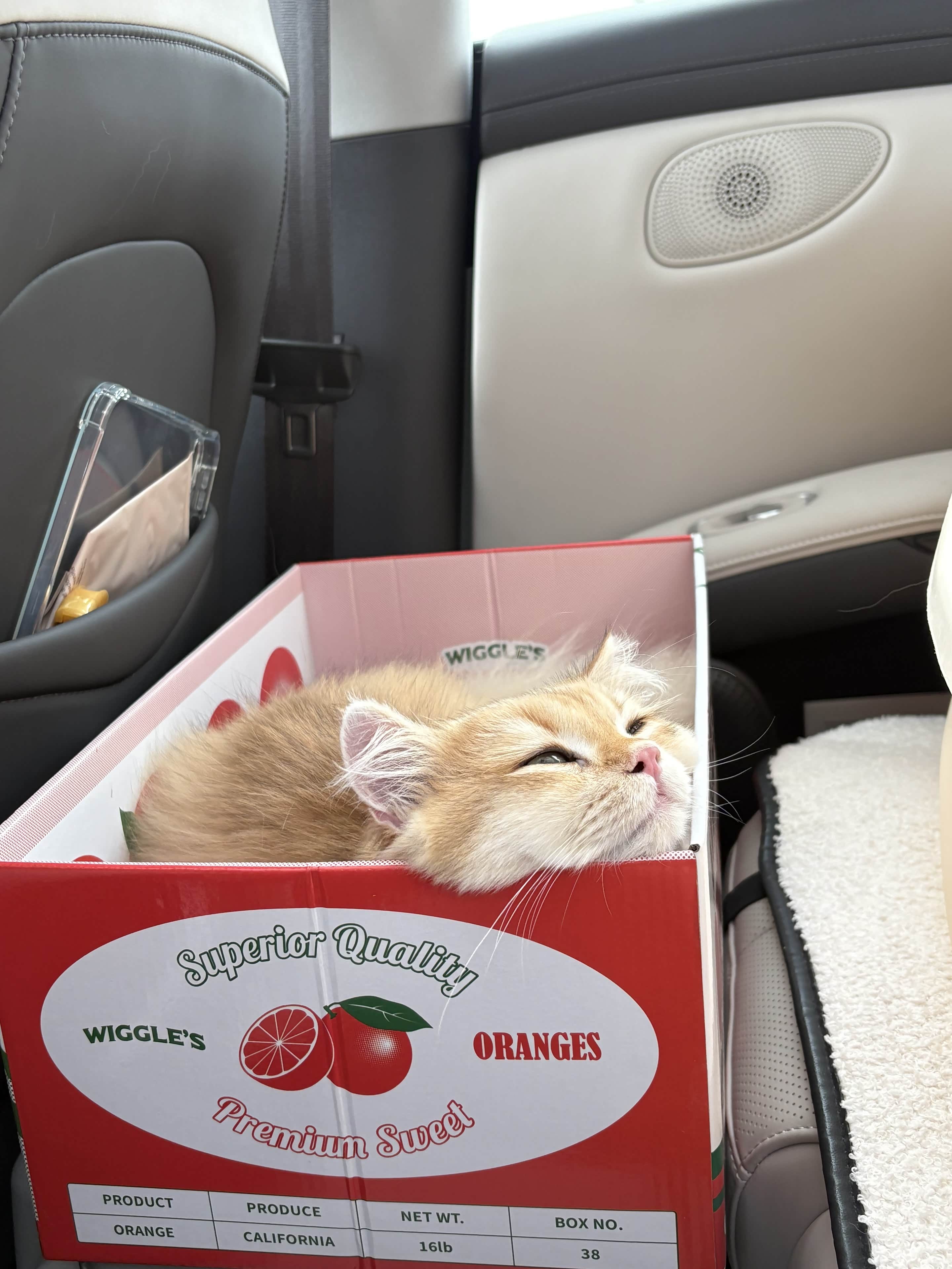 【图】开着智己LS6打工之带小猫一起回老家_智己LS6论坛_汽车之家论坛